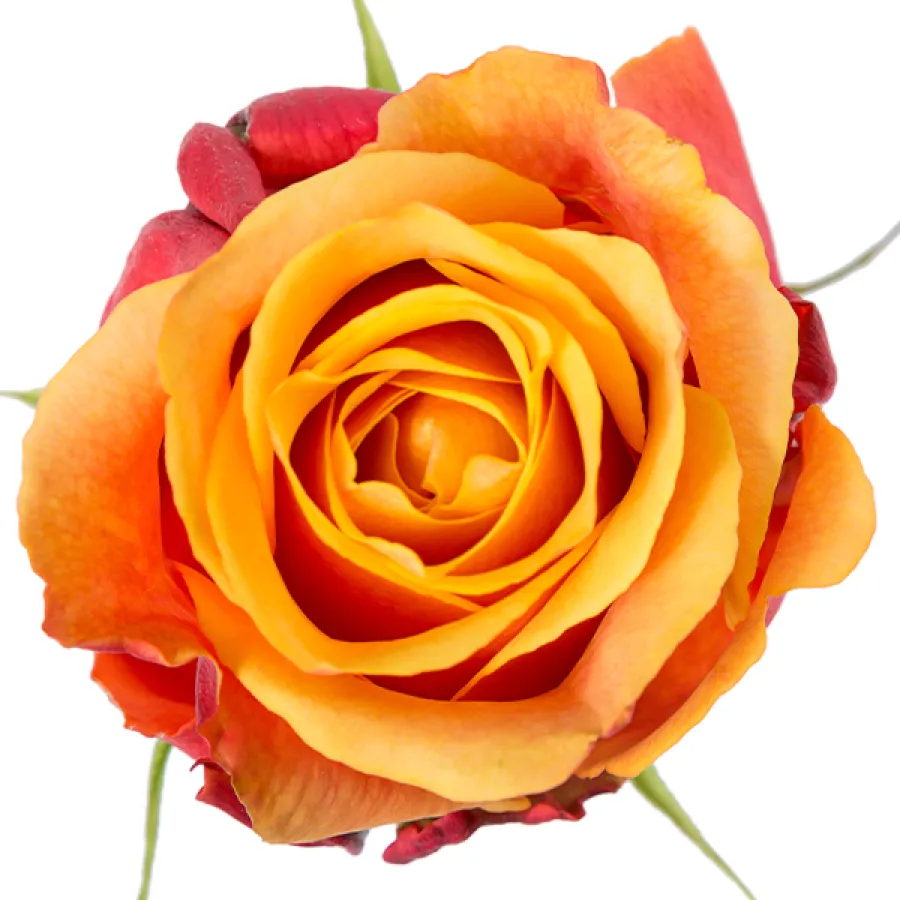 Explore Our Exquisite Rose Catalog | Eden Roses