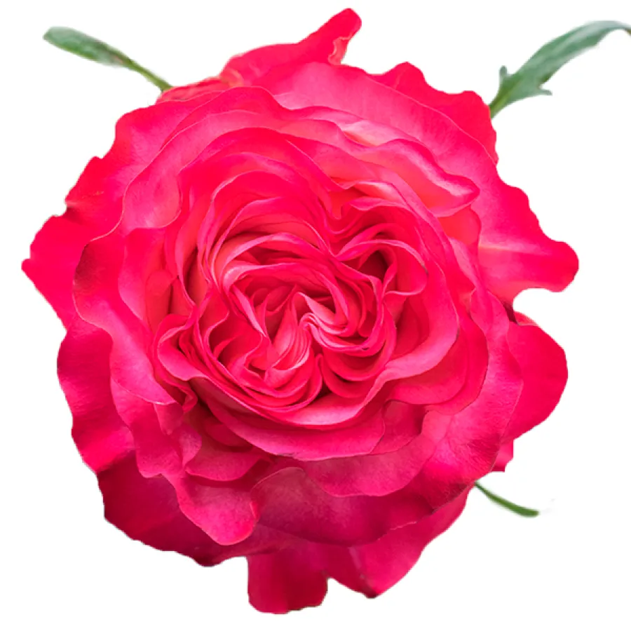 Explore Our Exquisite Rose Catalog | Eden Roses