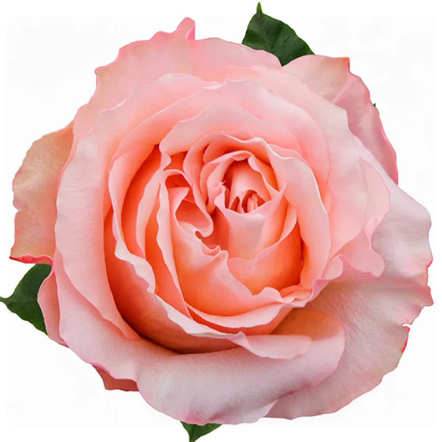 Explore Our Exquisite Rose Catalog | Eden Roses