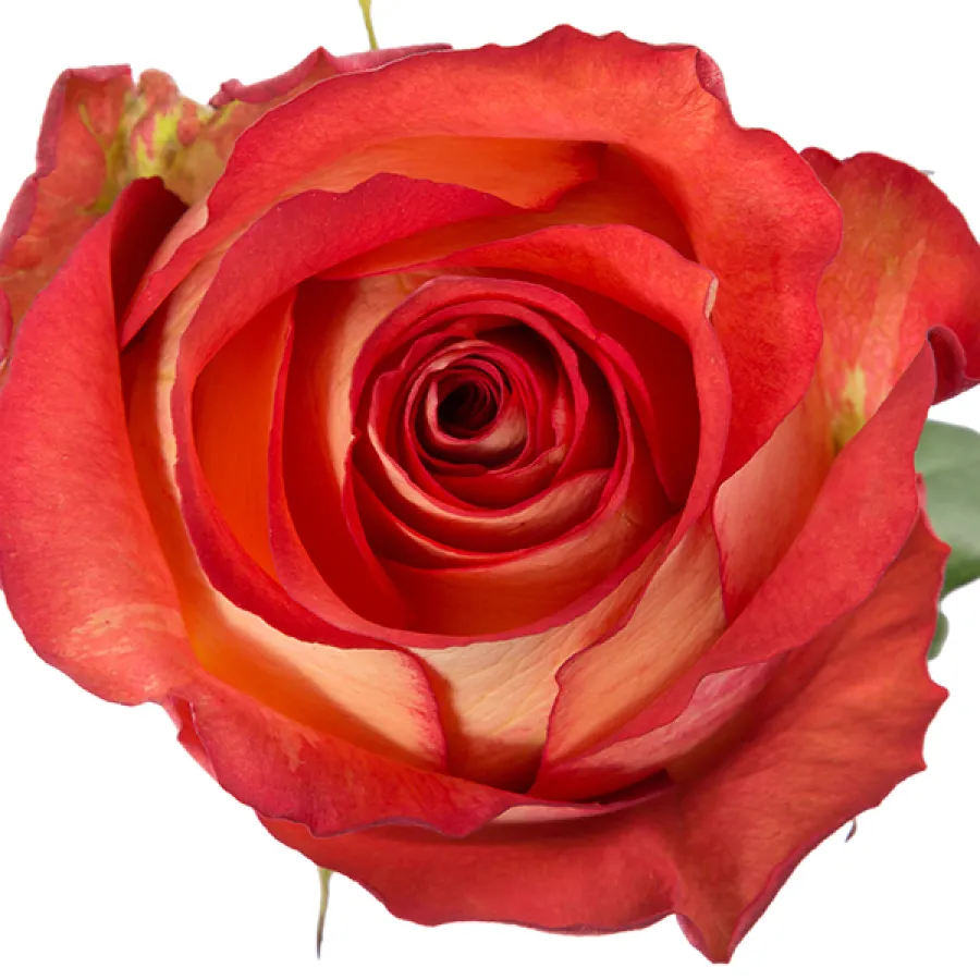 Explore Our Exquisite Rose Catalog | Eden Roses