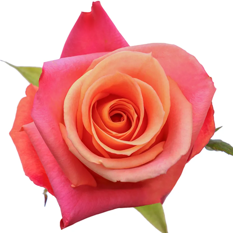 Explore Our Exquisite Rose Catalog | Eden Roses