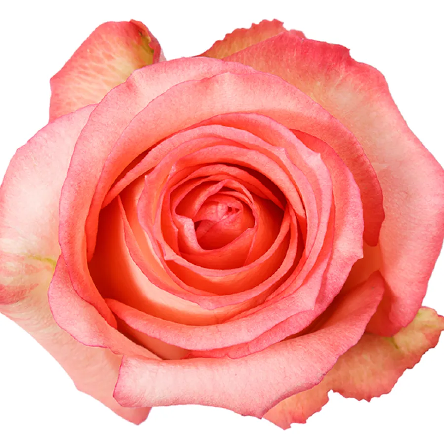 Explore Our Exquisite Rose Catalog | Eden Roses