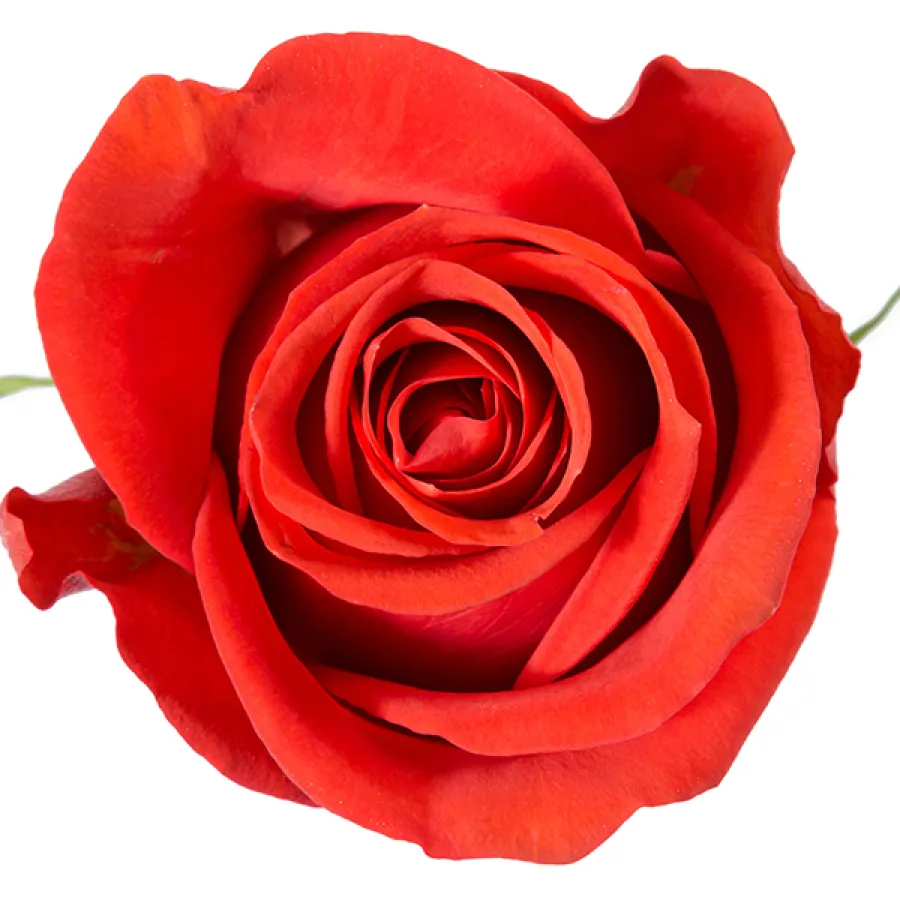 Explore Our Exquisite Rose Catalog | Eden Roses