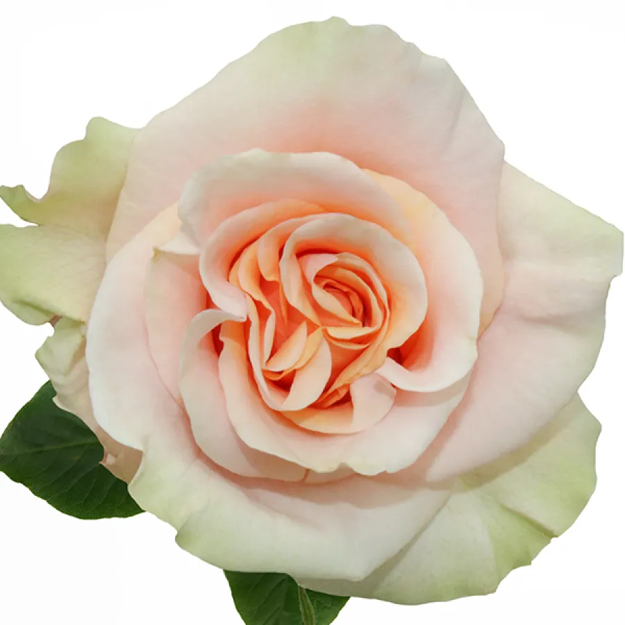 Explore Our Exquisite Rose Catalog | Eden Roses