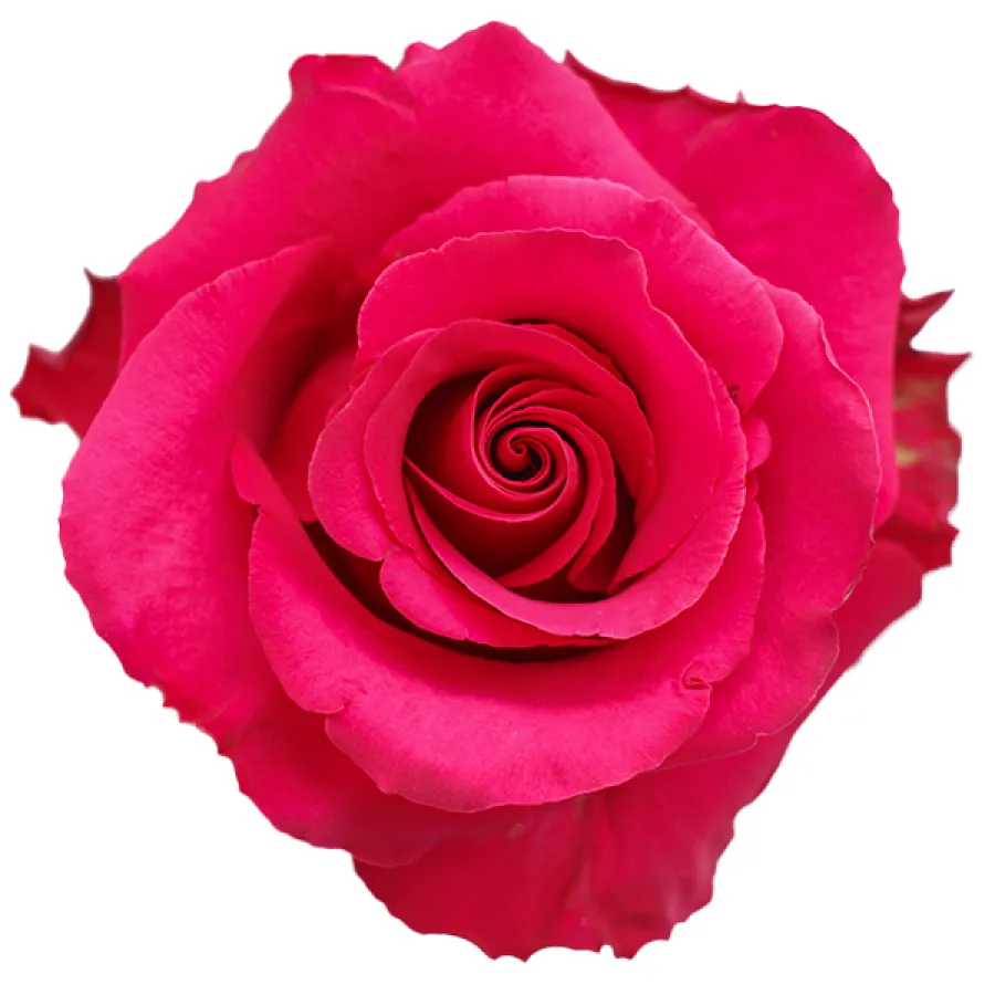 Explore Our Exquisite Rose Catalog | Eden Roses