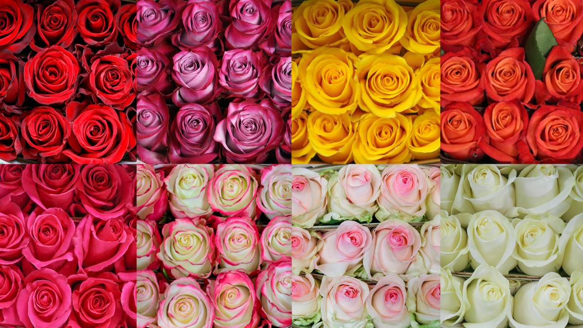 Eden Roses | Exquisite Ecuadorian Roses for Every Occasion