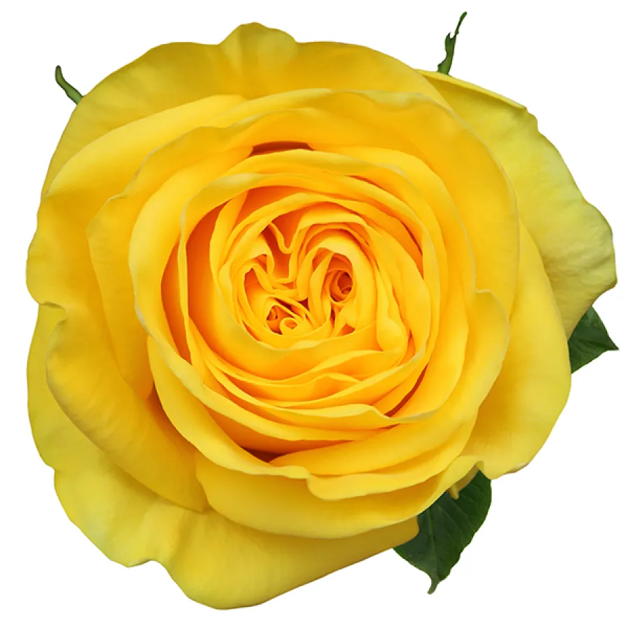 Explore Our Exquisite Rose Catalog | Eden Roses