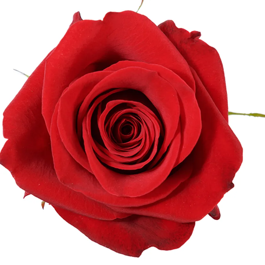 Explore Our Exquisite Rose Catalog | Eden Roses