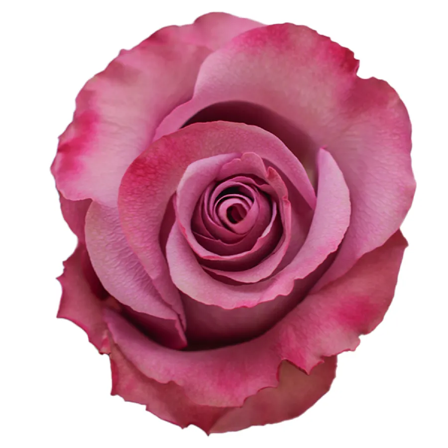 Explore Our Exquisite Rose Catalog | Eden Roses