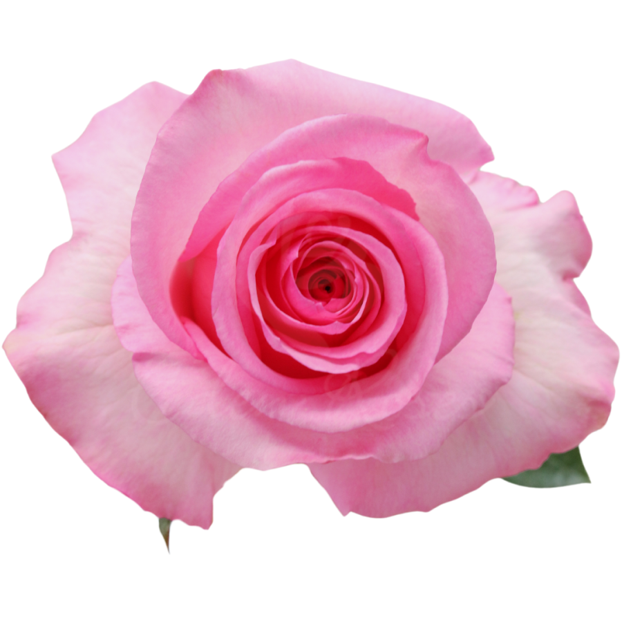 Explore Our Exquisite Rose Catalog | Eden Roses